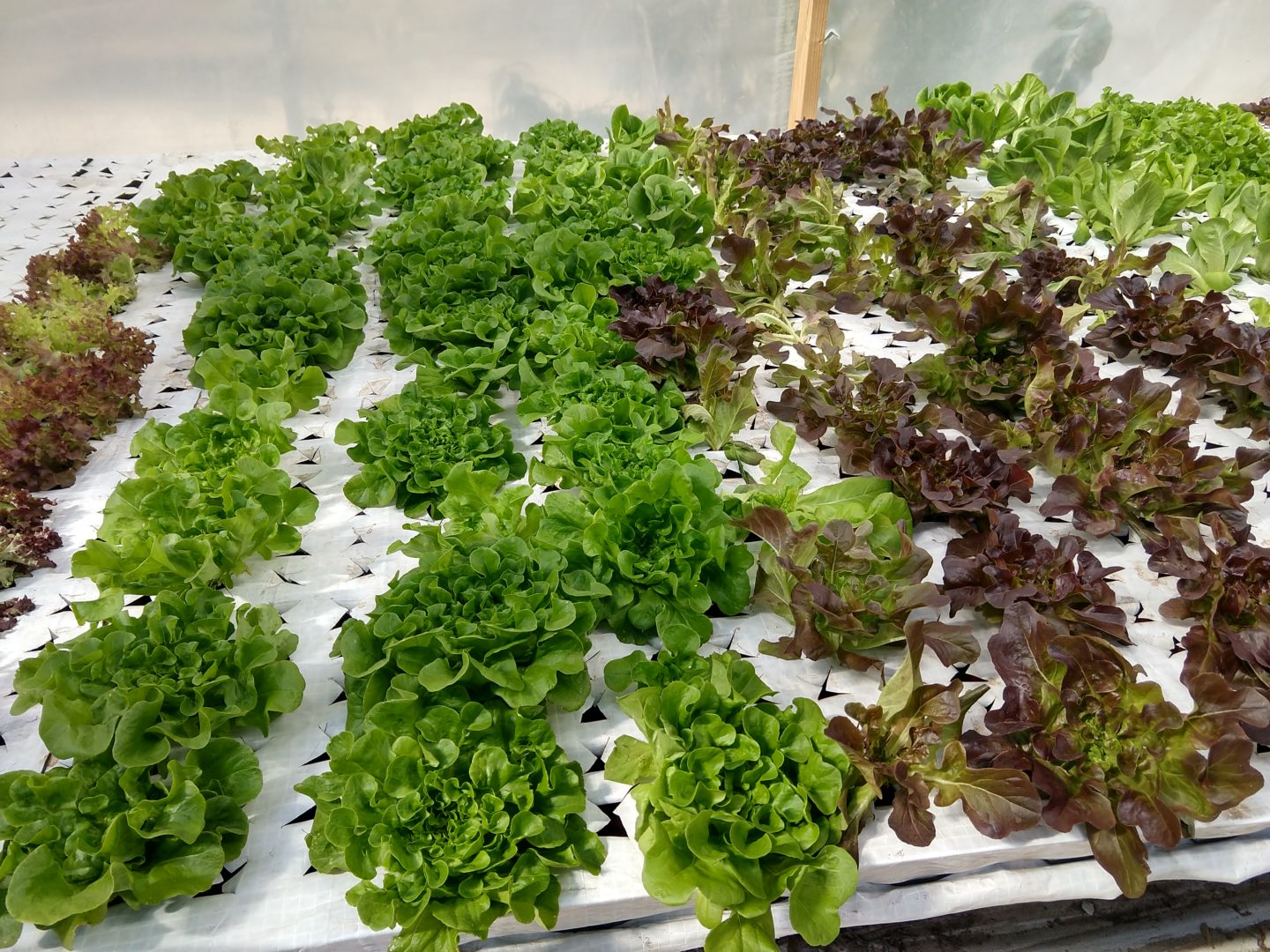 Local producers - Eat Local