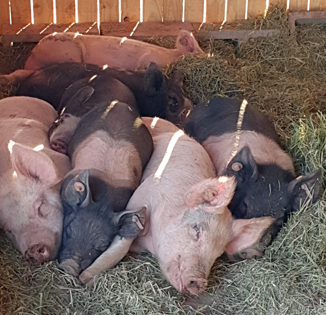 Local producers - Eat Local